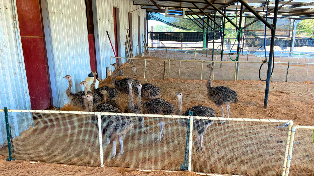 Ostrich Farming 101: A Quick Guide to Starting an Ostrich Farm ...