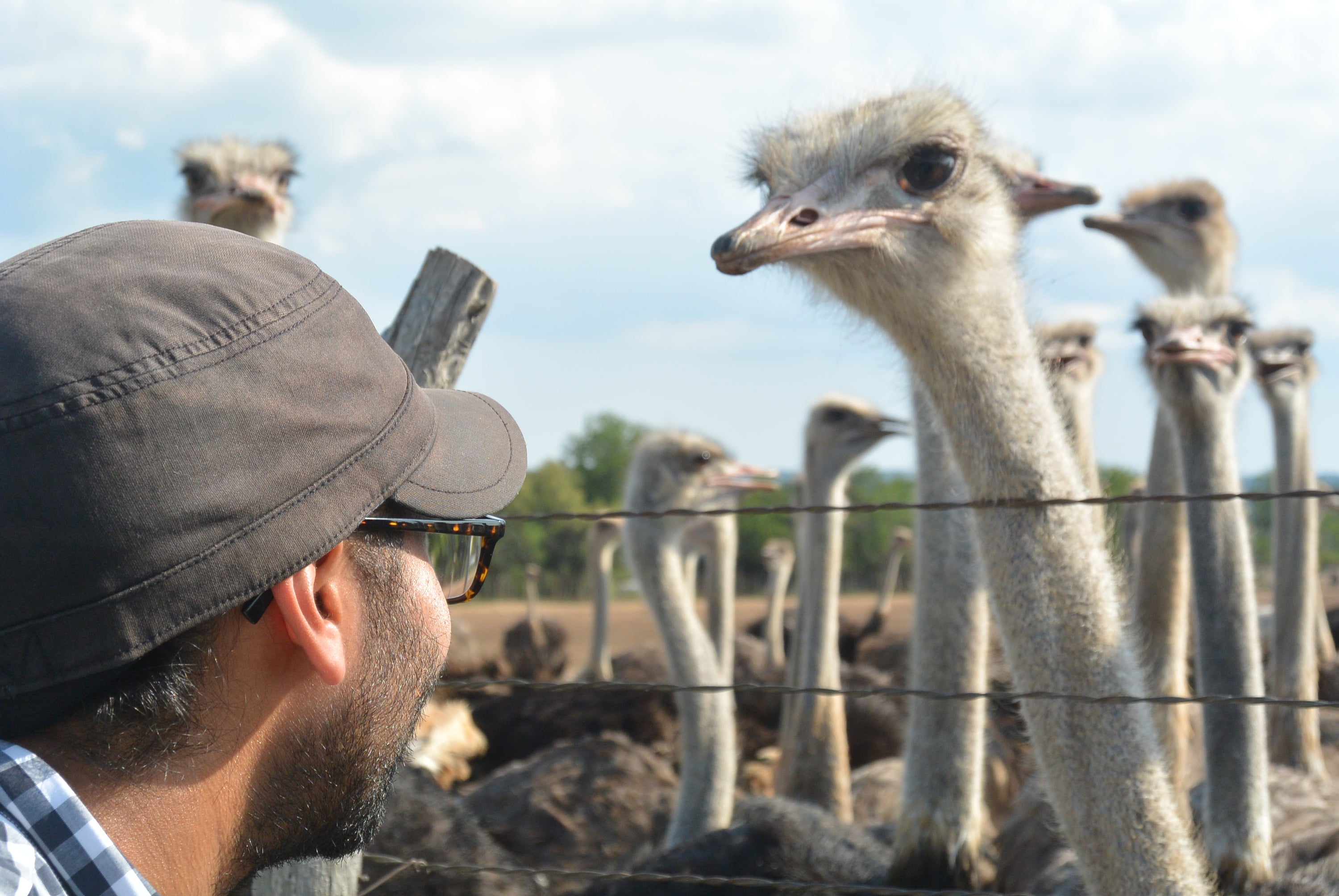 Livestock – Superior Ostrich